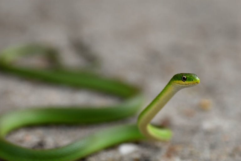 Rough Green Snake Care: Diet, Size, Habitat & More!