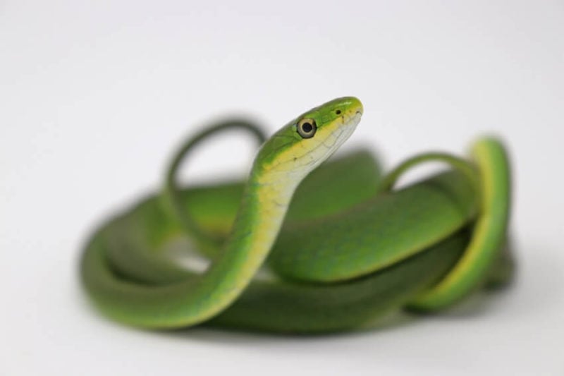 Rough Green Snake Care: Diet, Size, Habitat & More!