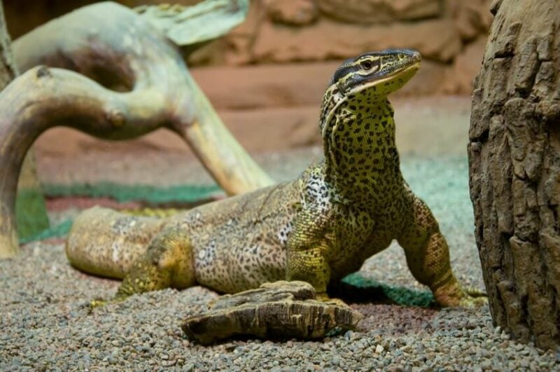 Argus Monitor Care: Everything You Need To Know