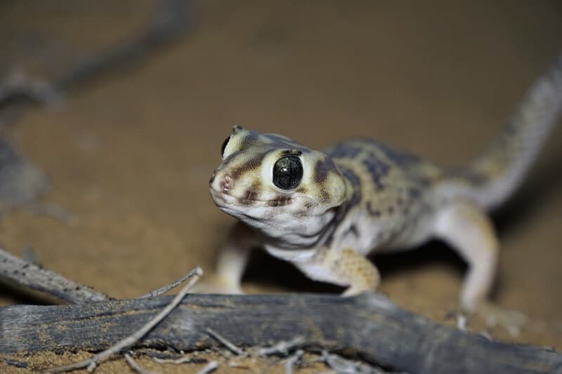 Frog-Eyed Gecko 101: Care, Setup, Diet & More!