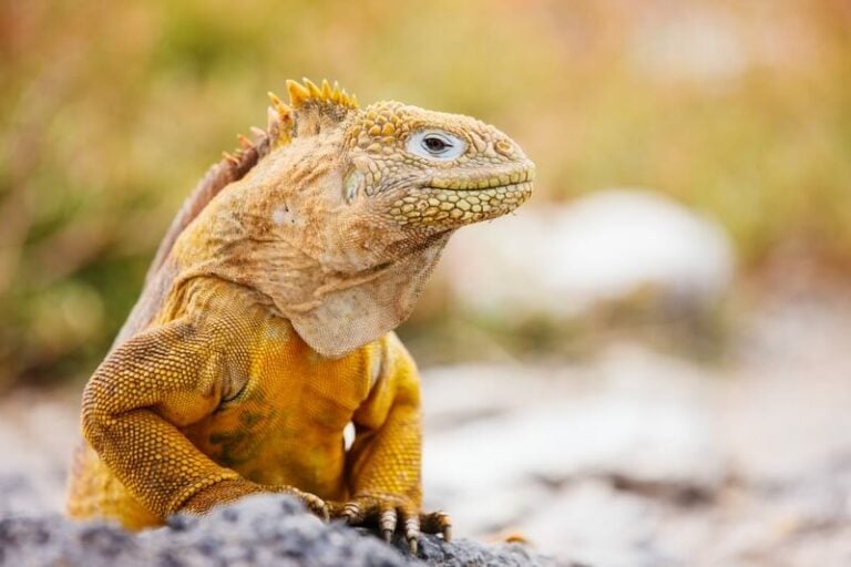 10 Types Of Iguanas You Need To See (Unique Pets)