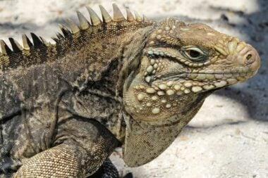 10 Types Of Iguanas You Need To See (Unique Pets)