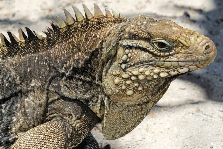10 Types Of Iguanas You Need To See (Unique Pets)