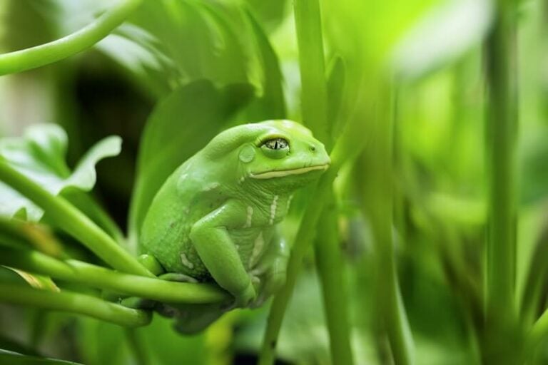 Waxy Monkey Tree Frog: The Full Care Guide