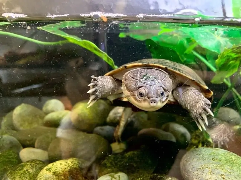 African Sideneck Turtle Care: What You Need To Know
