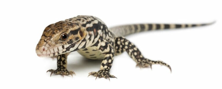 Tegu Lizard Care: Diet, Enclosure, Size, Lifespan & More
