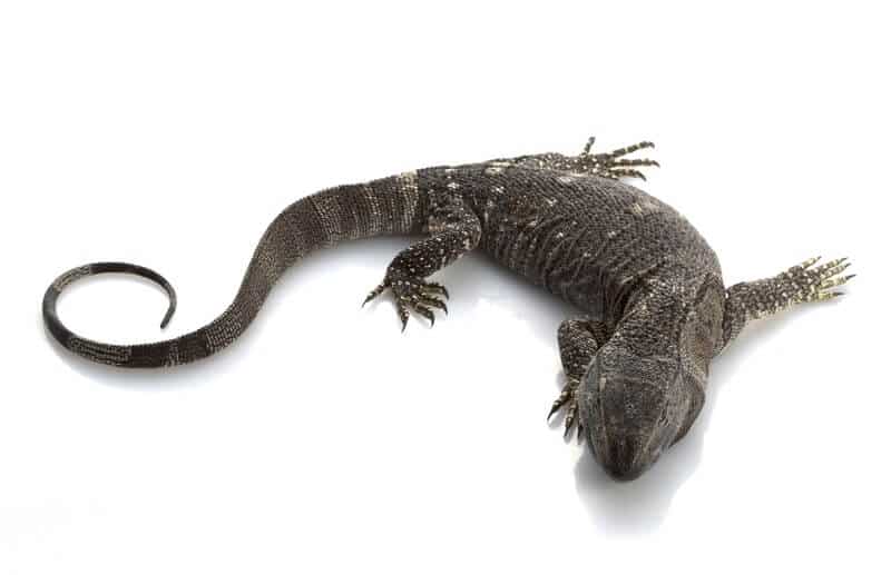 Reptile Direct | Advice & Care Guides For Your Pet Reptile