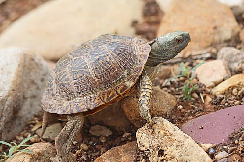 13 Turtles That Stay Small: Great Pets For Little Spaces