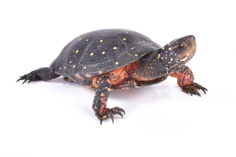 13 Turtles That Stay Small: Great Pets For Little Spaces