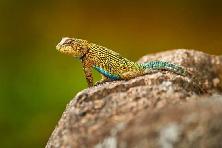 Emerald Swift Lizard Care: The Complete Guide