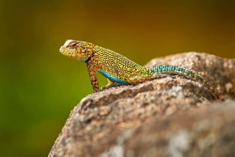 Emerald Swift Lizard Care: The Complete Guide