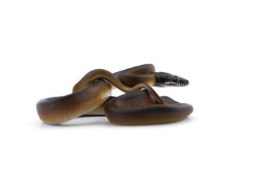 White Lipped Python Care: Size, Enclosure, Diet & More!