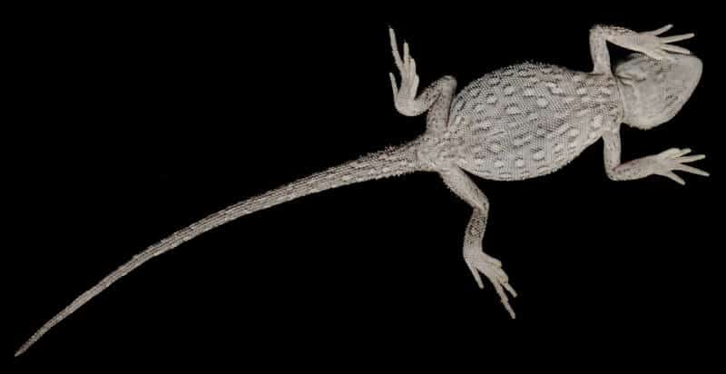 Bearded Dragon Stress Marks: Causes & Getting Rid Of Them