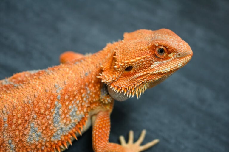 Bearded Dragon Ears: Location, Hearing & Ear Health
