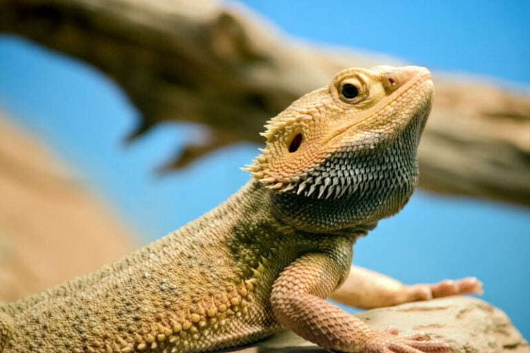 Bearded Dragon Ears: Where Are They & How Do They Work?