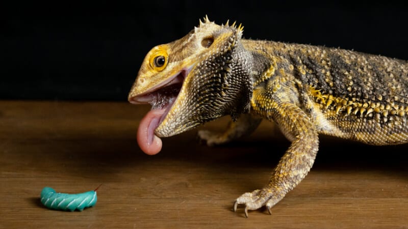 Do Bearded Dragons Make Noise? 9 Common Sounds