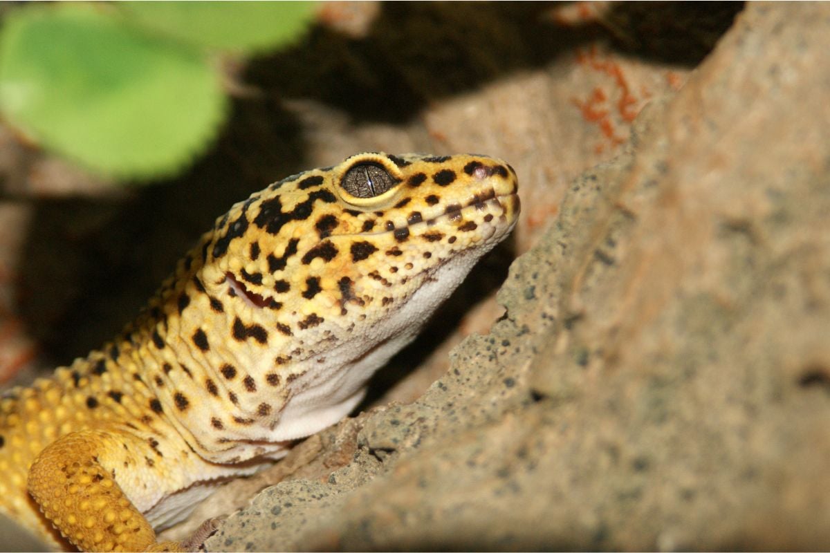 Your Complete Leopard Gecko Poop Guide