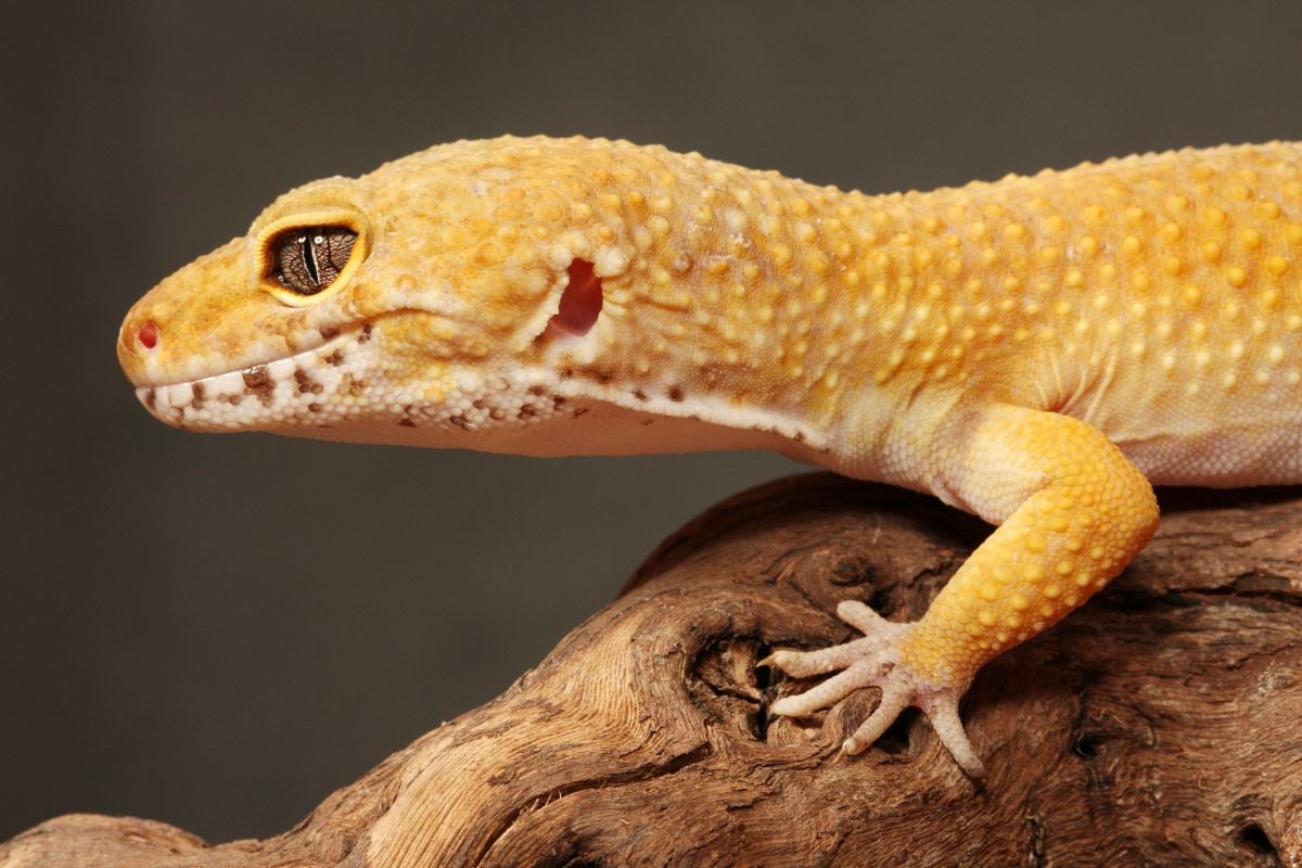 How Often To Feed A Leopard Gecko: A Feeding Guide