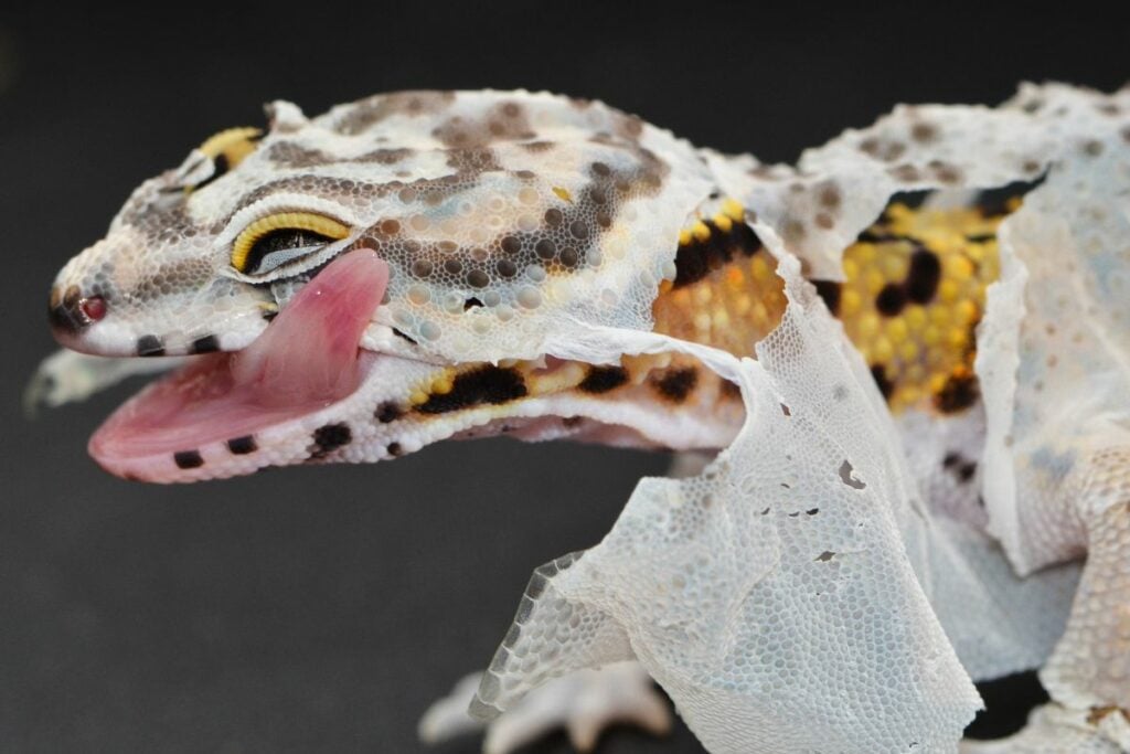 The 8 Most Common Reasons Why Your Leopard Gecko Is Shedding