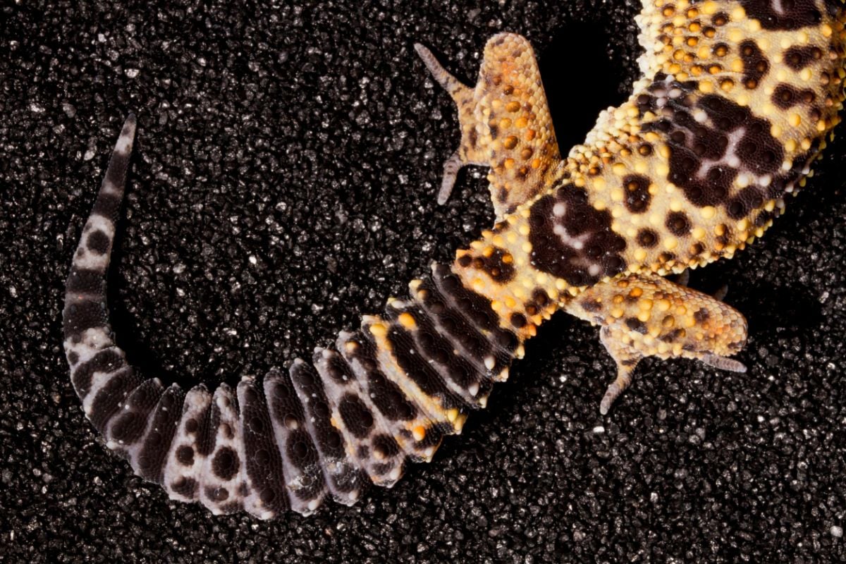 Leopard Geckos And Tail-Dropping – How Easily Does This Happen?