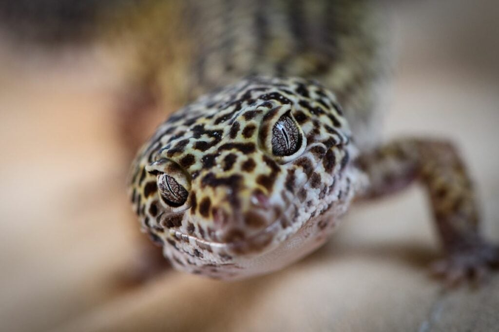 Normal Leopard Gecko Poop What To Do If A Leopard Gecko Drops Its Tail