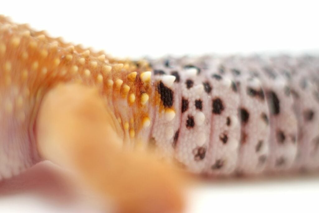 Leopard Geckos And Tail-Dropping – How Easily Does This Happen?