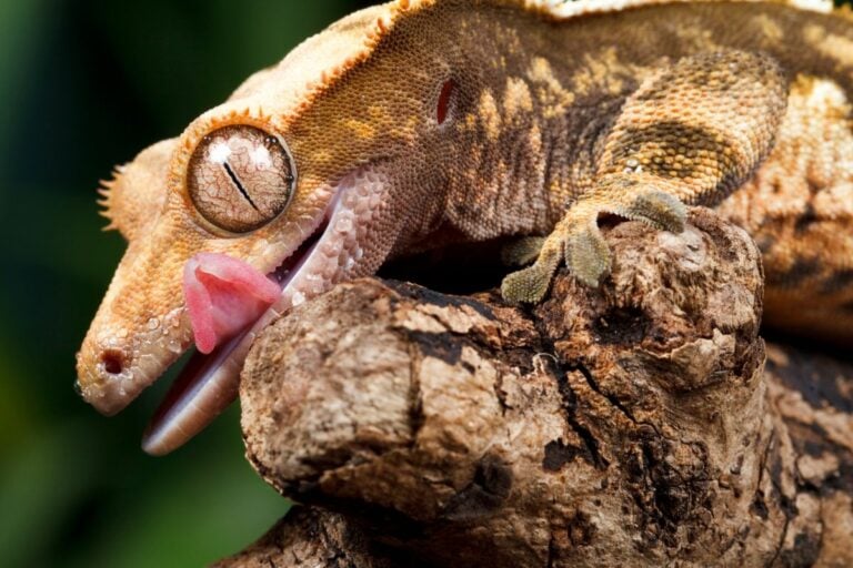 Do Leopard Geckos Have Teeth? All You Need To Know