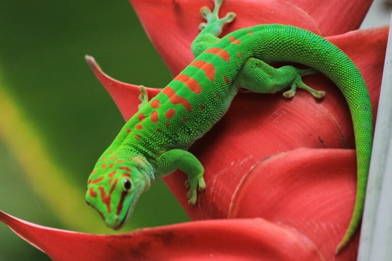 Geckos Lifespan (Your Complete Guide)