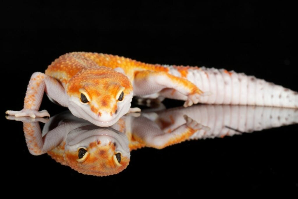 Are Leopard Geckos Nocturnal?