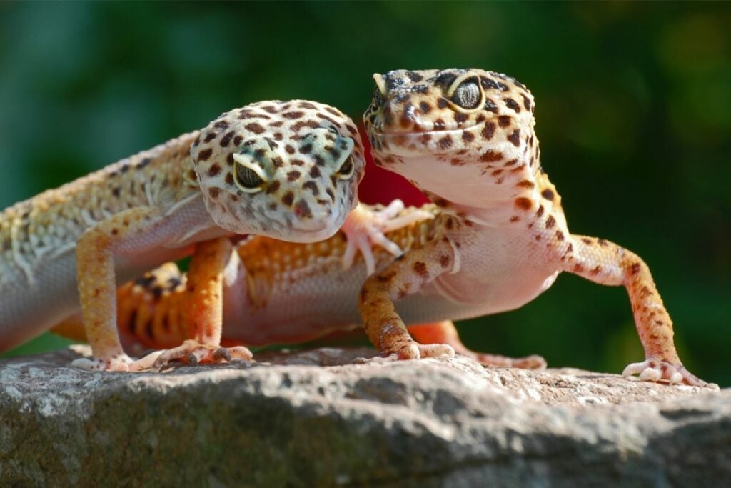 How Big Do Leopard Geckos Get?