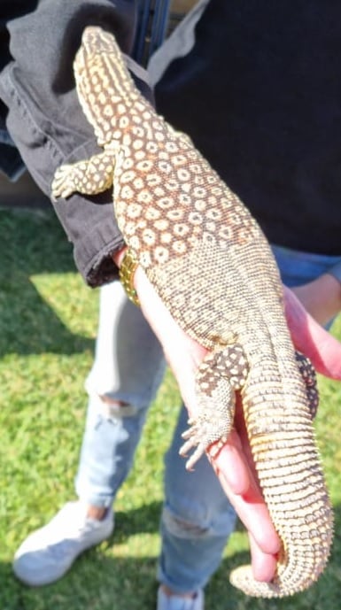 Do Lizards Shed Skin?