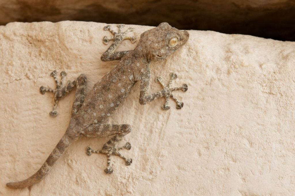 Lizards - Reptile Direct