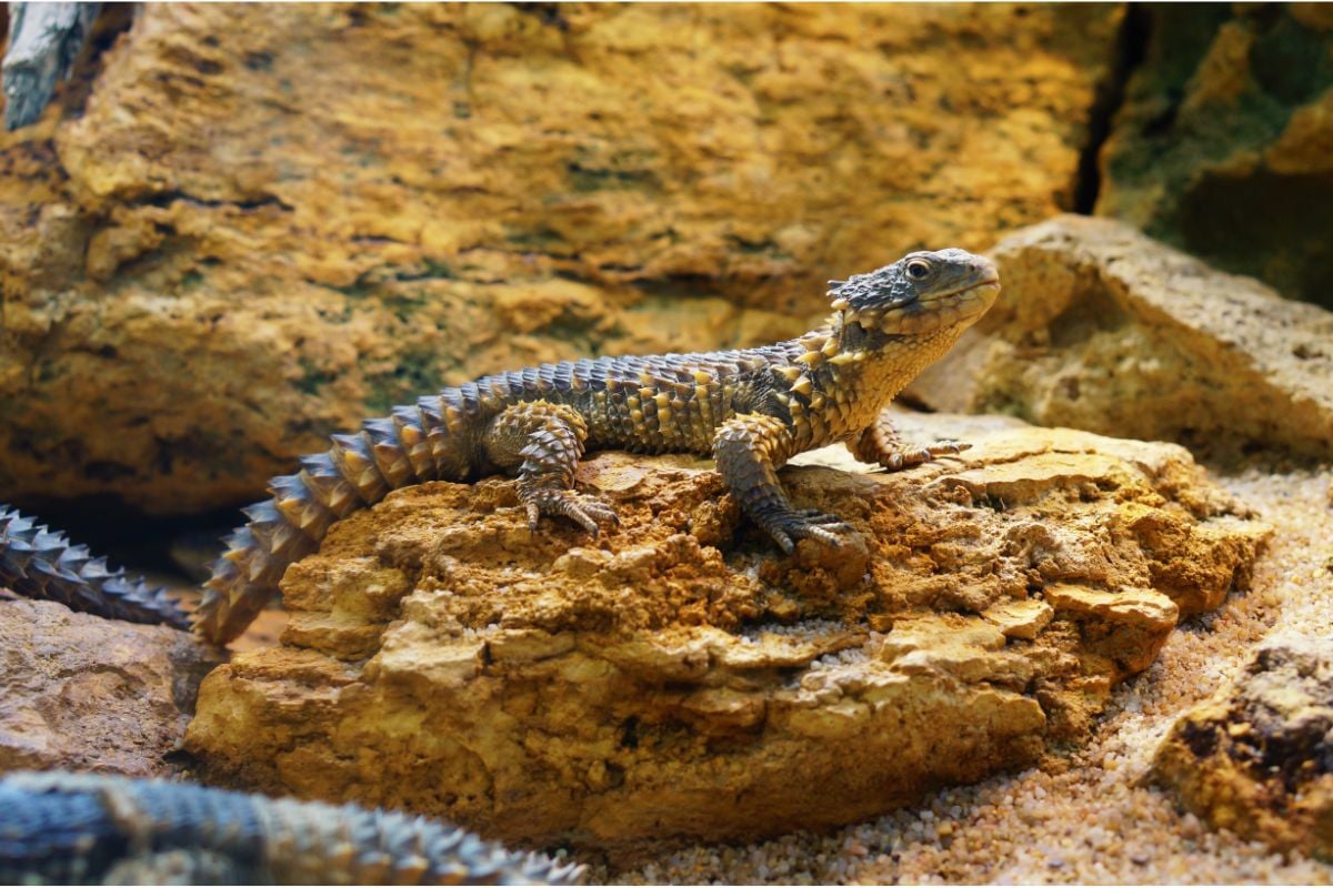 How Long Can a Lizard Live Without Food? (By Species)