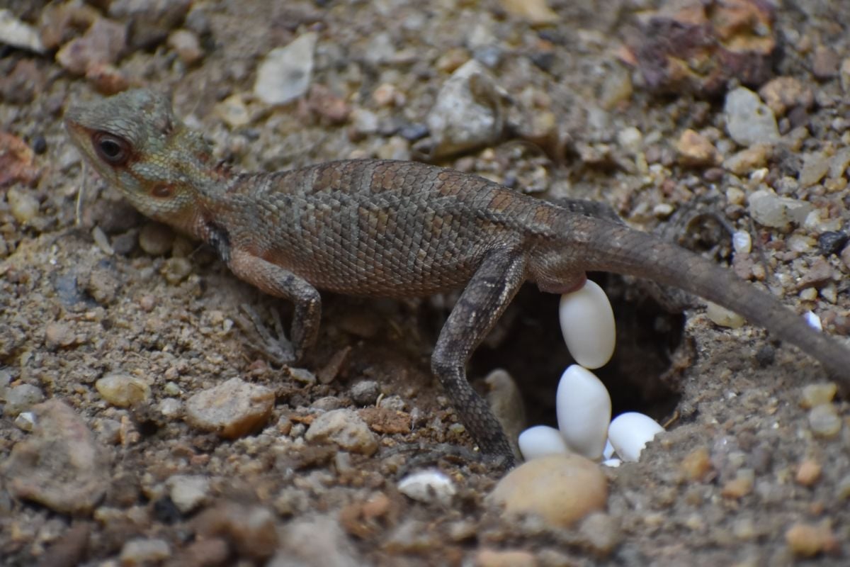 How Many Eggs Does A Lizard Lay?