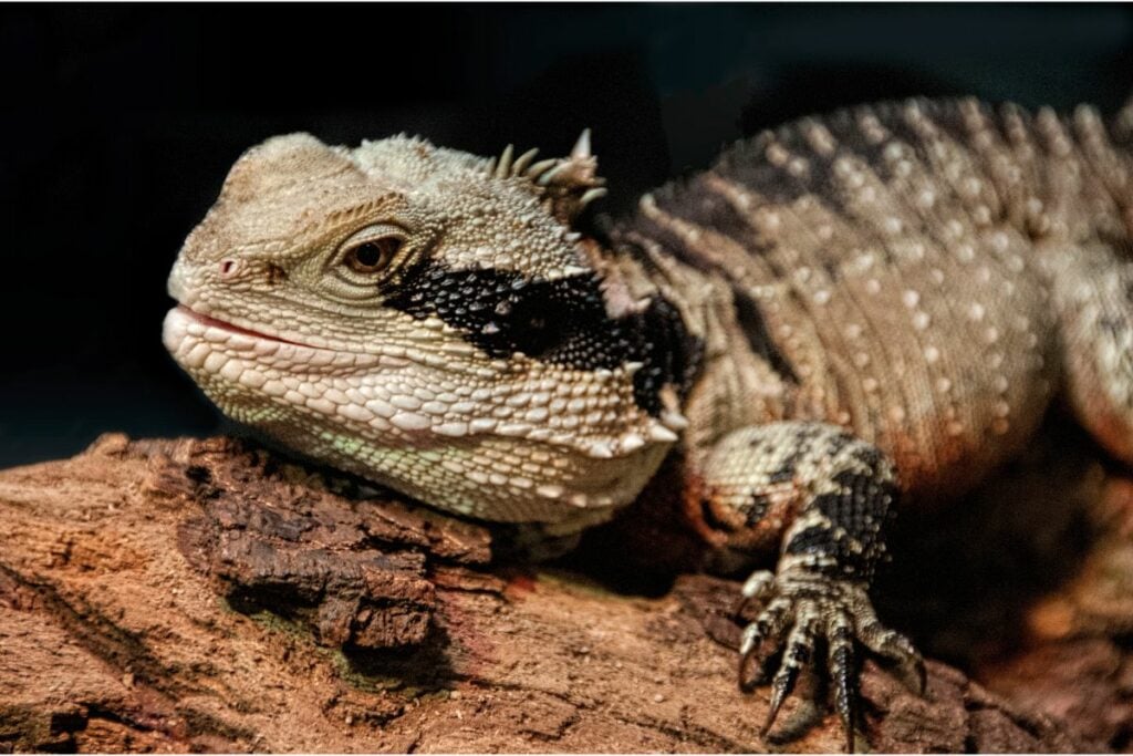 What Do Horned Lizards Eat?
