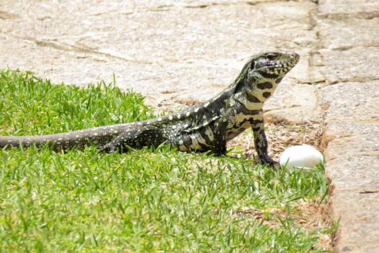 What Do Lizard Eggs Look Like?