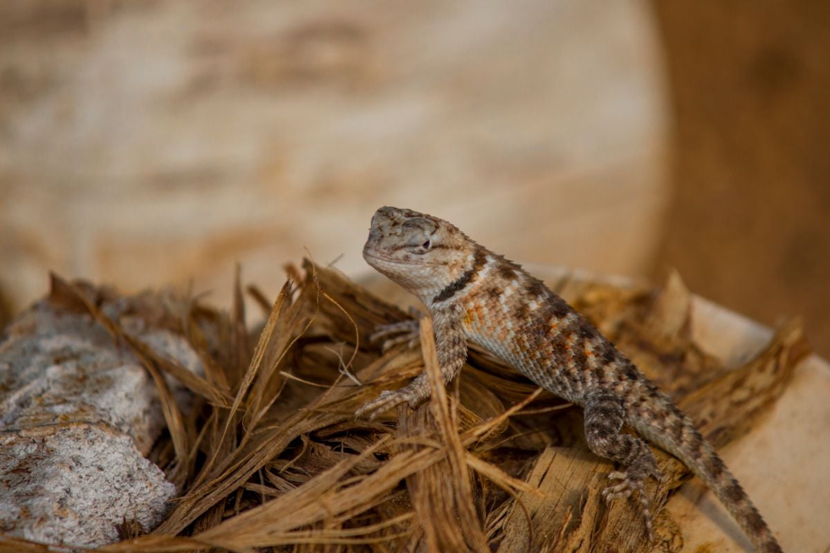 What Is The Difference Between A Lizard And A Gecko?