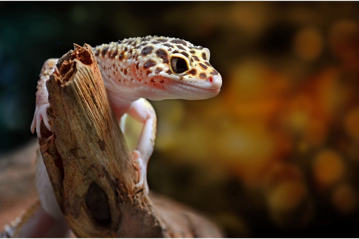 What Is The Difference Between A Lizard And A Gecko?