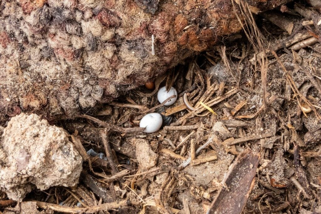 How Long Does It Take For Lizard Eggs To Hatch?