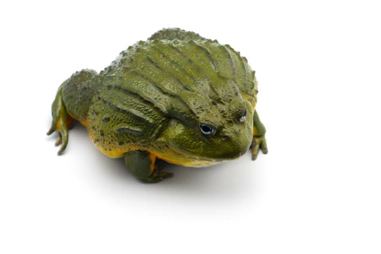 15+ Best Types Of Pet Frogs (Beginner-Friendly)