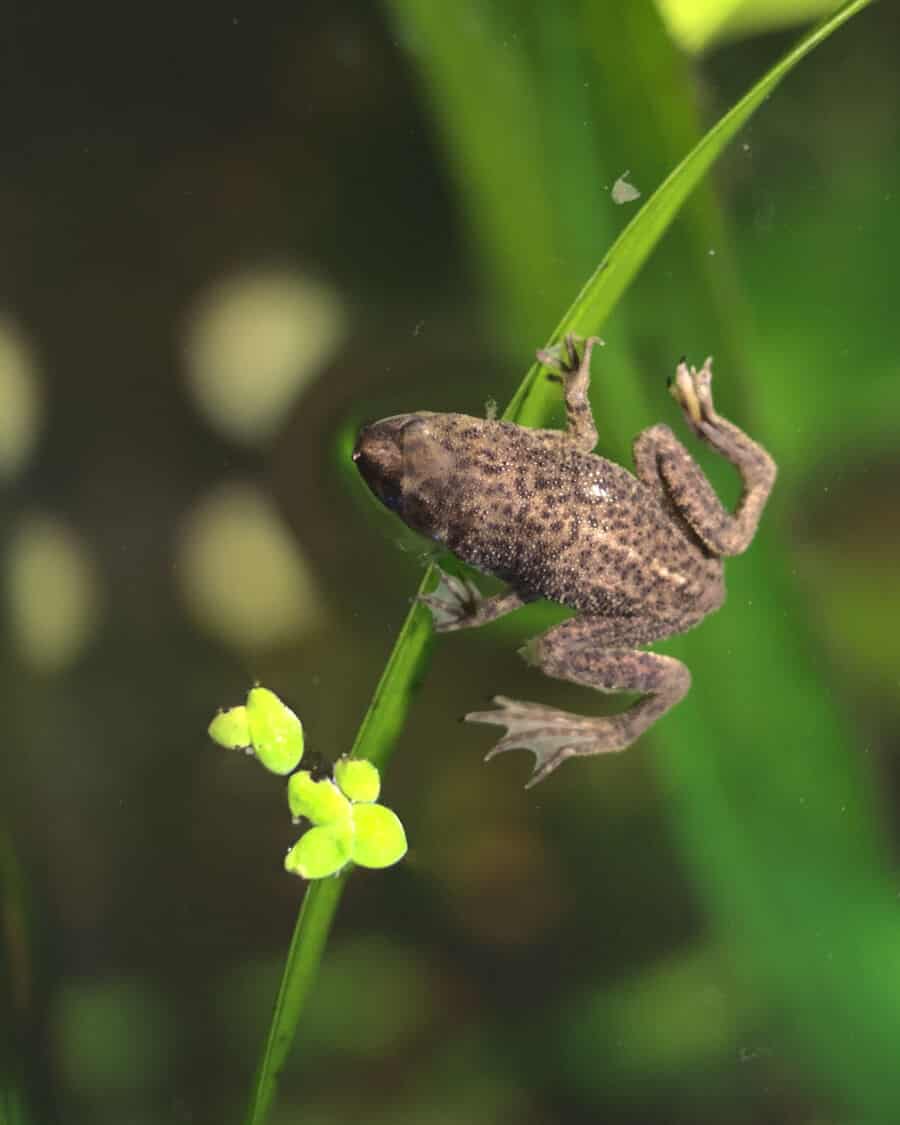 15+ Best Types Of Pet Frogs (Beginner-Friendly)