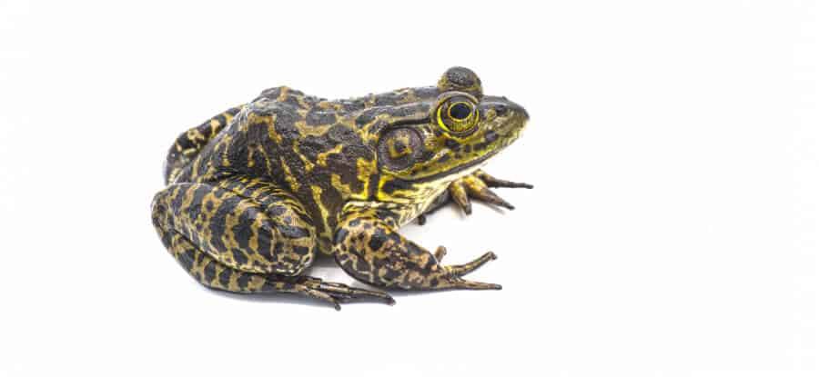 15+ Best Types Of Pet Frogs (Beginner-Friendly)