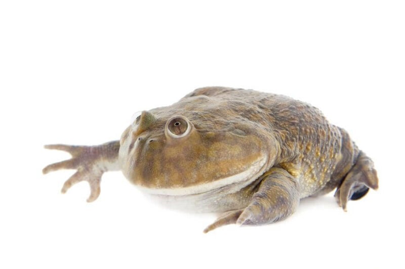Budgett's Frog Care: Size, Enclosure, Lifespan & More