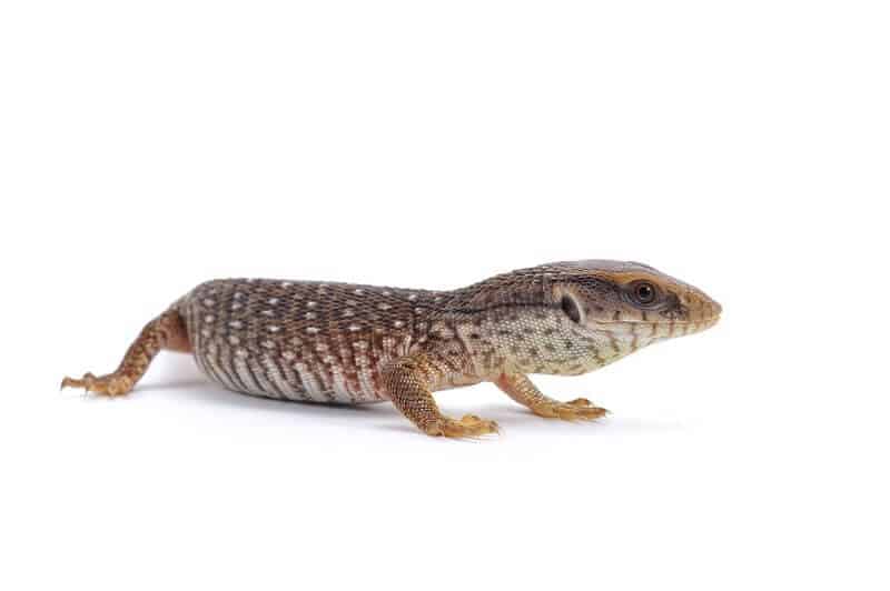 Savannah Monitor Care: Enclosure, Diet, Lifespan & More