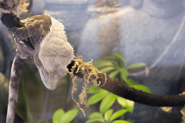 Crested Gecko vs. Bearded Dragon: A Guide for Reptile Parents!