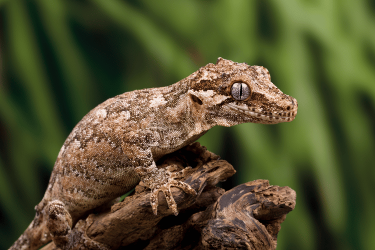 Crested Gecko vs. Gargoyle Gecko: The Complete Guide