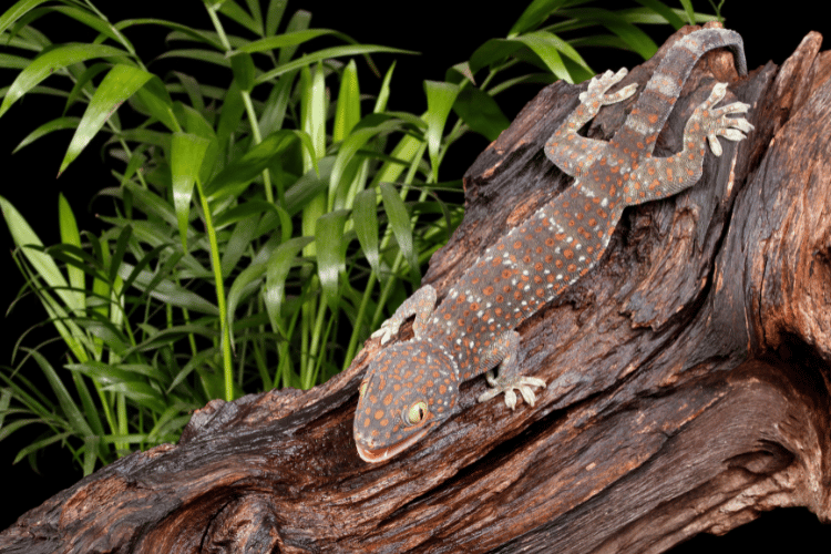 Breeding Tokay Geckos