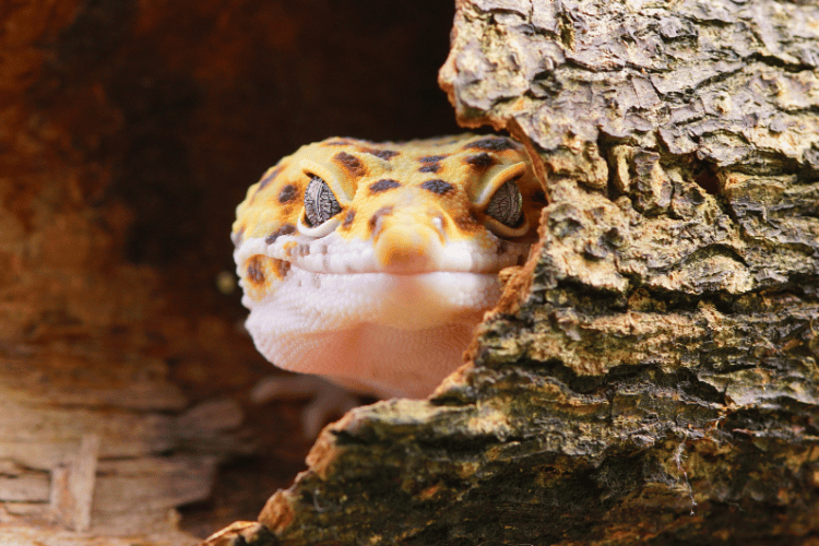 Leopard Gecko Toes Falling Off: Why Does This Happen?