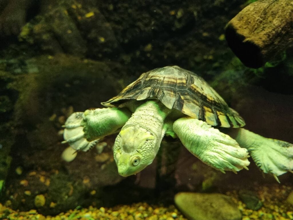 My Turtle Had A Cracked Shell and Here’s What I Did To Help Him