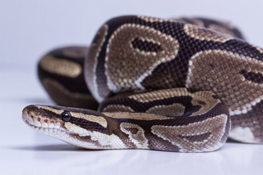 How Big Does a Ball Python Get? (Age-by-Age Guide)